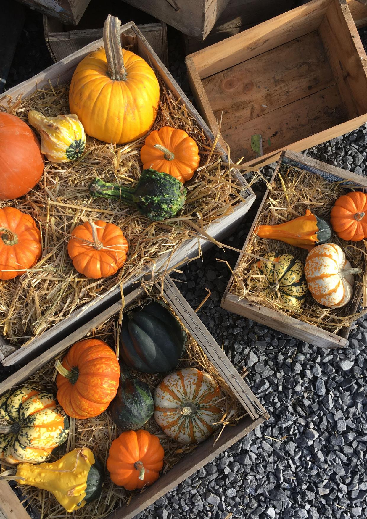 Mini Decorative Pumpkins – Ferme Benoit Vernier